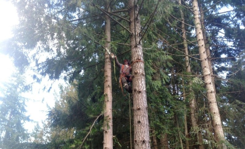 Home - North Island Tree Service